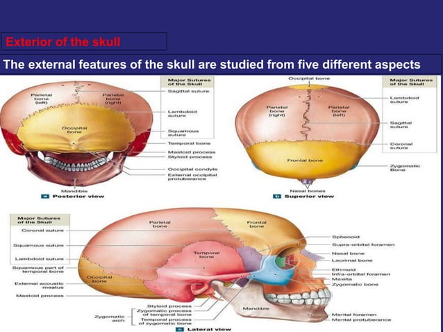 Osteology of Human Skull.pptx
