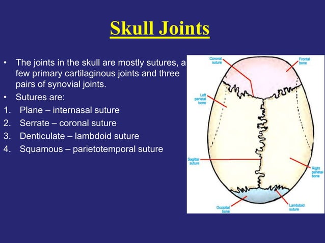 Osteology of Human Skull.pptx