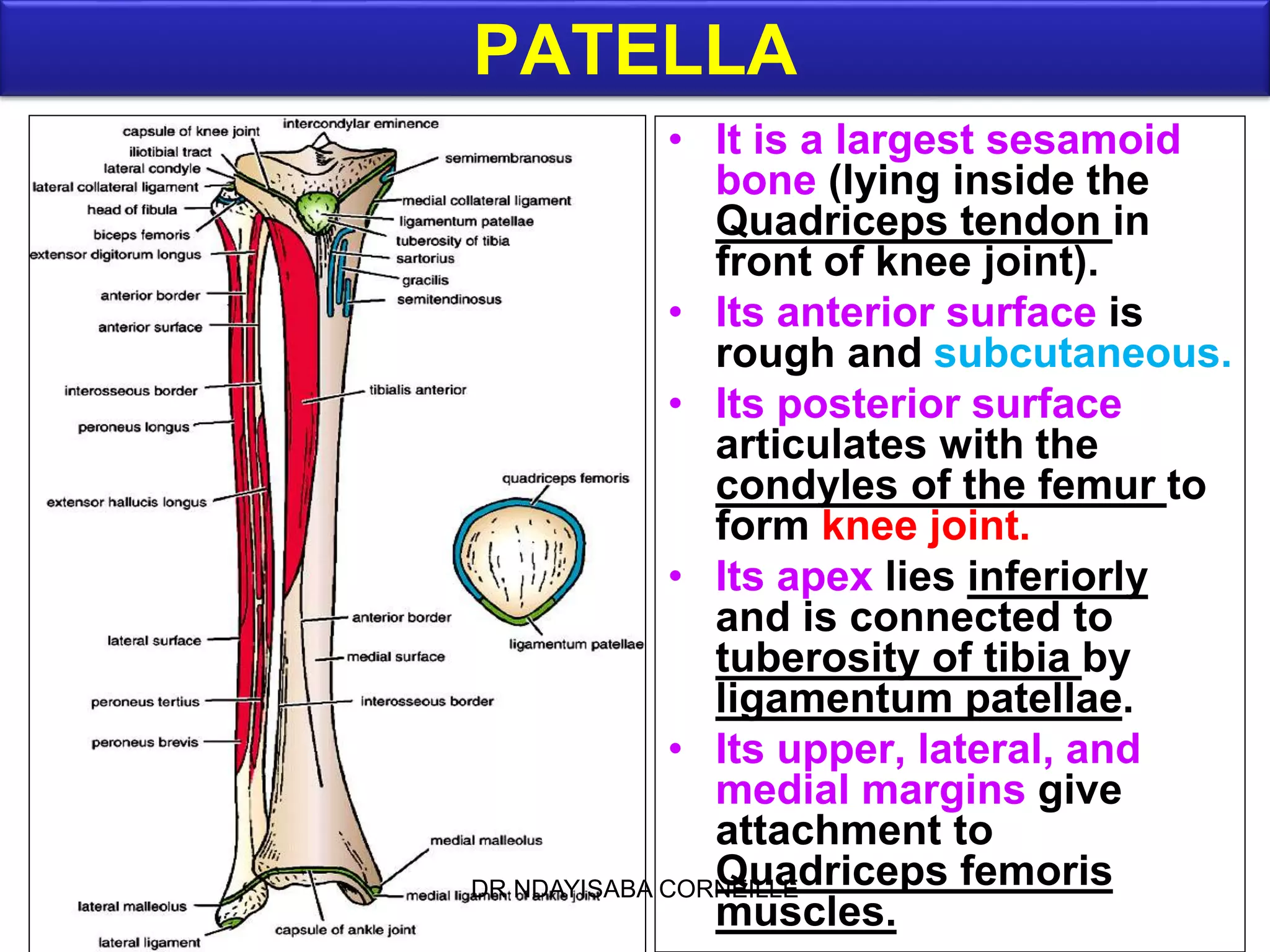 OSTEOLOGY OF LOWER LIMBS .ppt