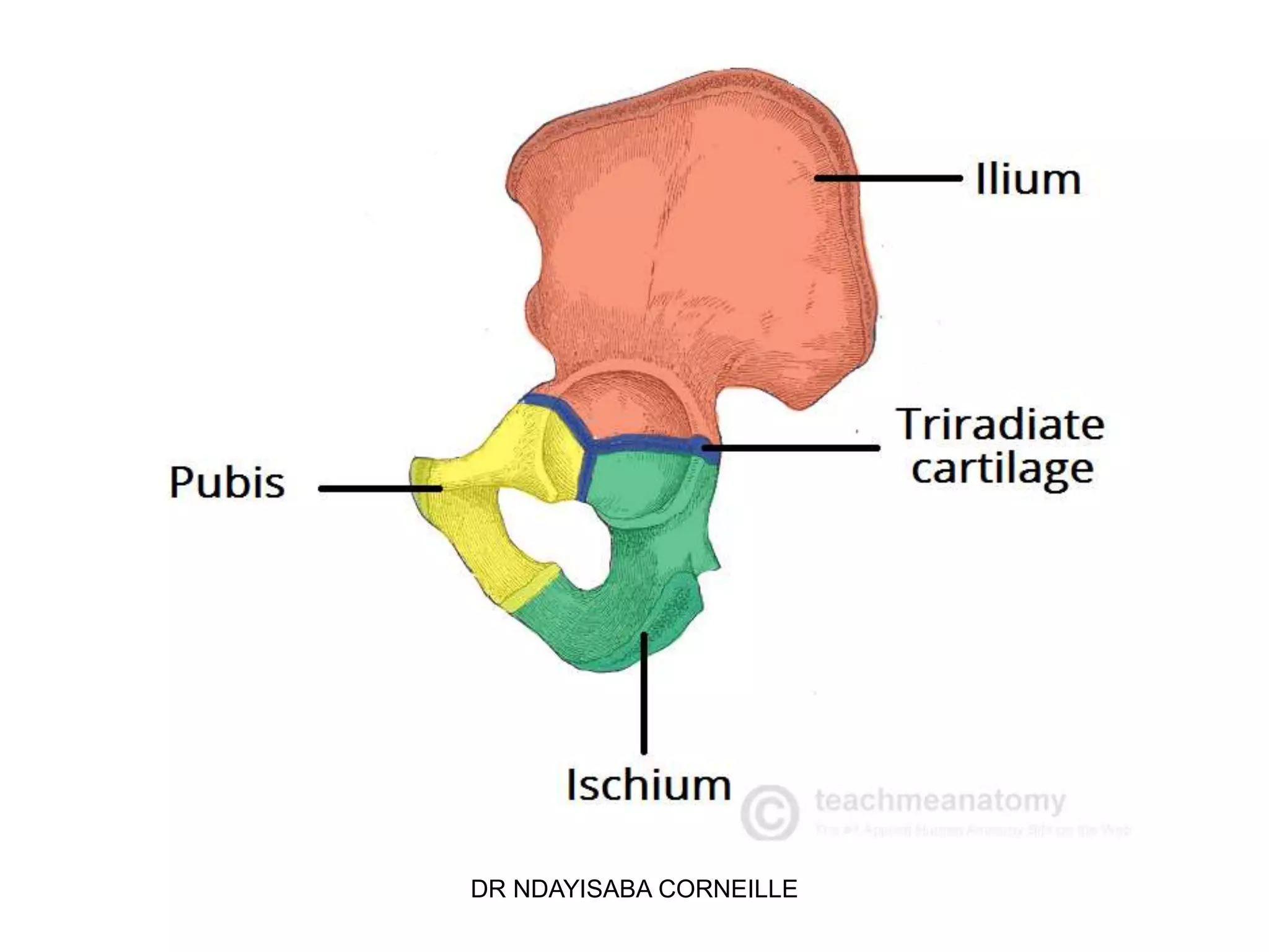 OSTEOLOGY OF LOWER LIMBS .ppt