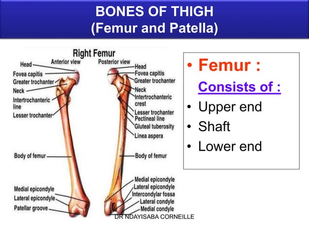 OSTEOLOGY OF LOWER LIMBS .ppt