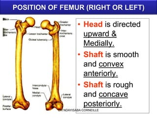 OSTEOLOGY OF LOWER LIMBS .ppt