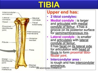 OSTEOLOGY OF LOWER LIMBS .ppt
