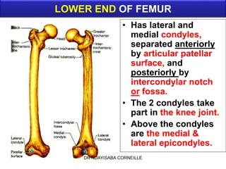 Lower Limb Femur