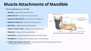 Osteology of Mandible Final.pptx oral Implantology nhi | PPT