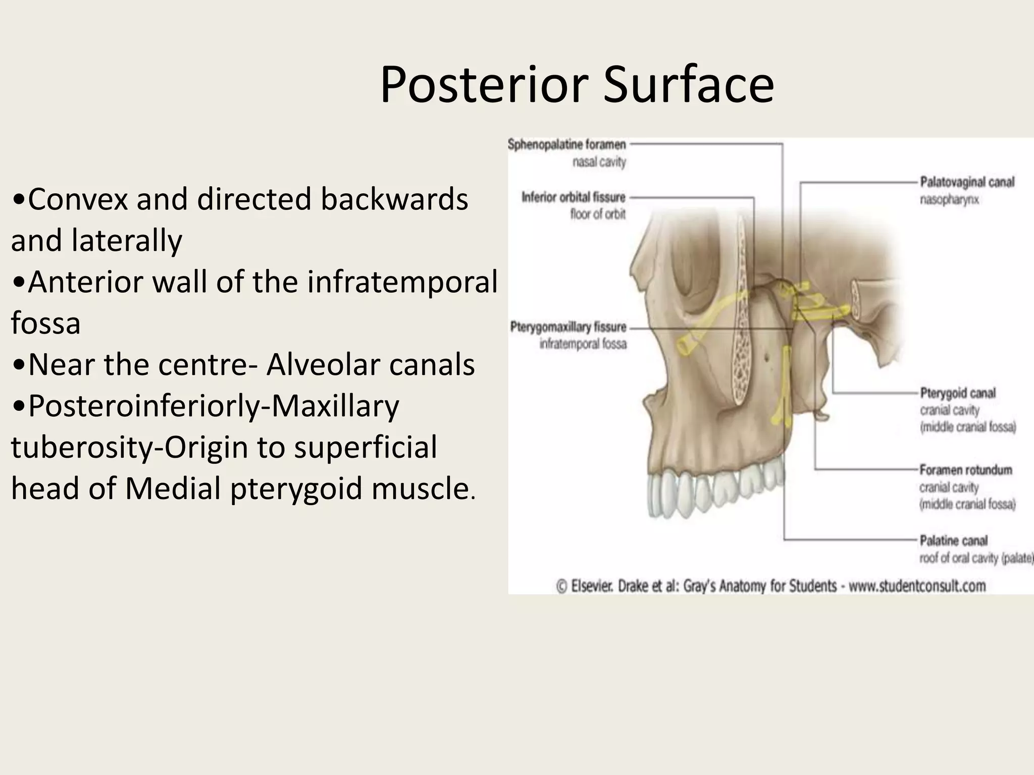 Osteology of Maxilla | PPTX