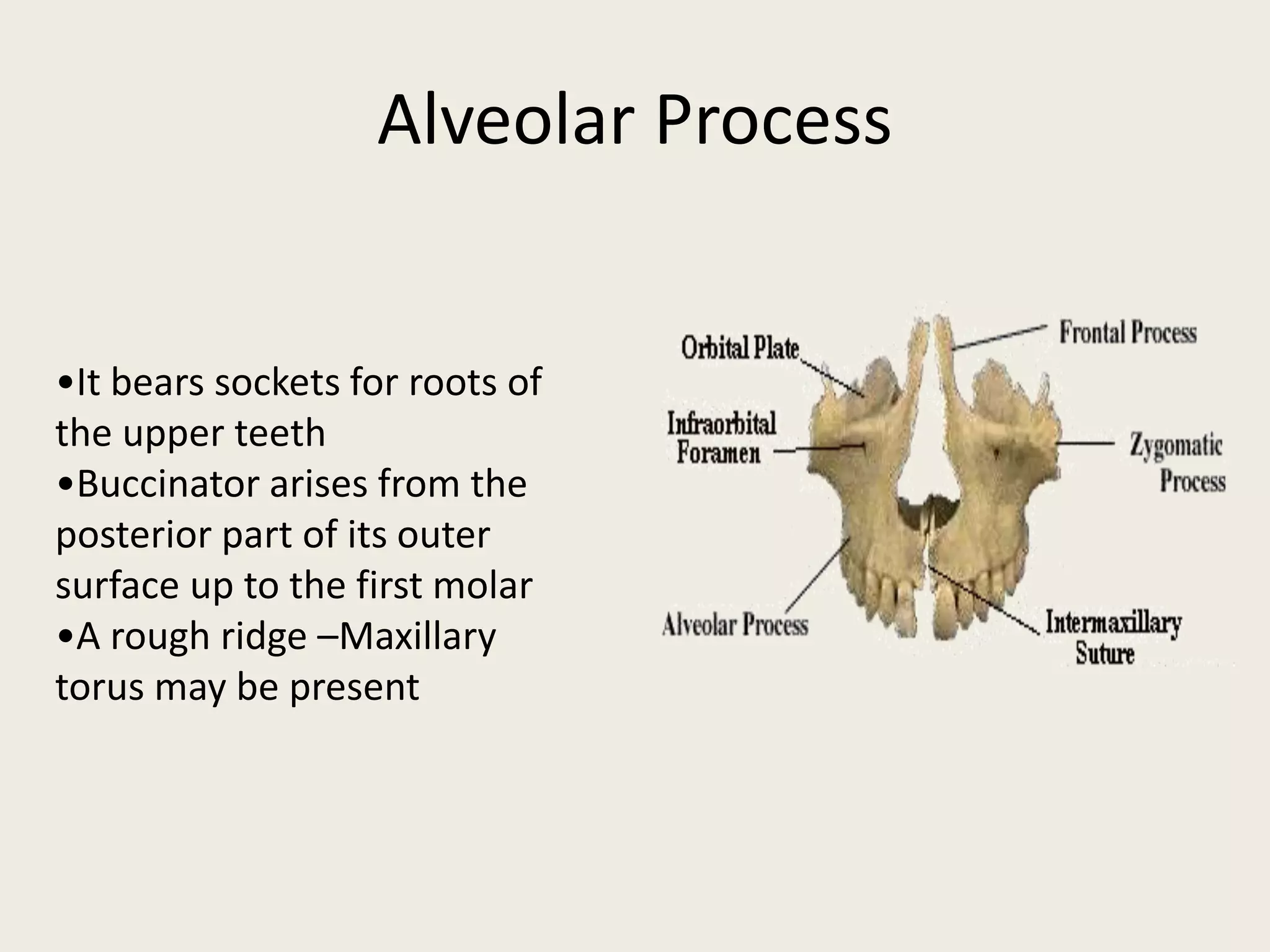 Osteology of Maxilla | PPTX