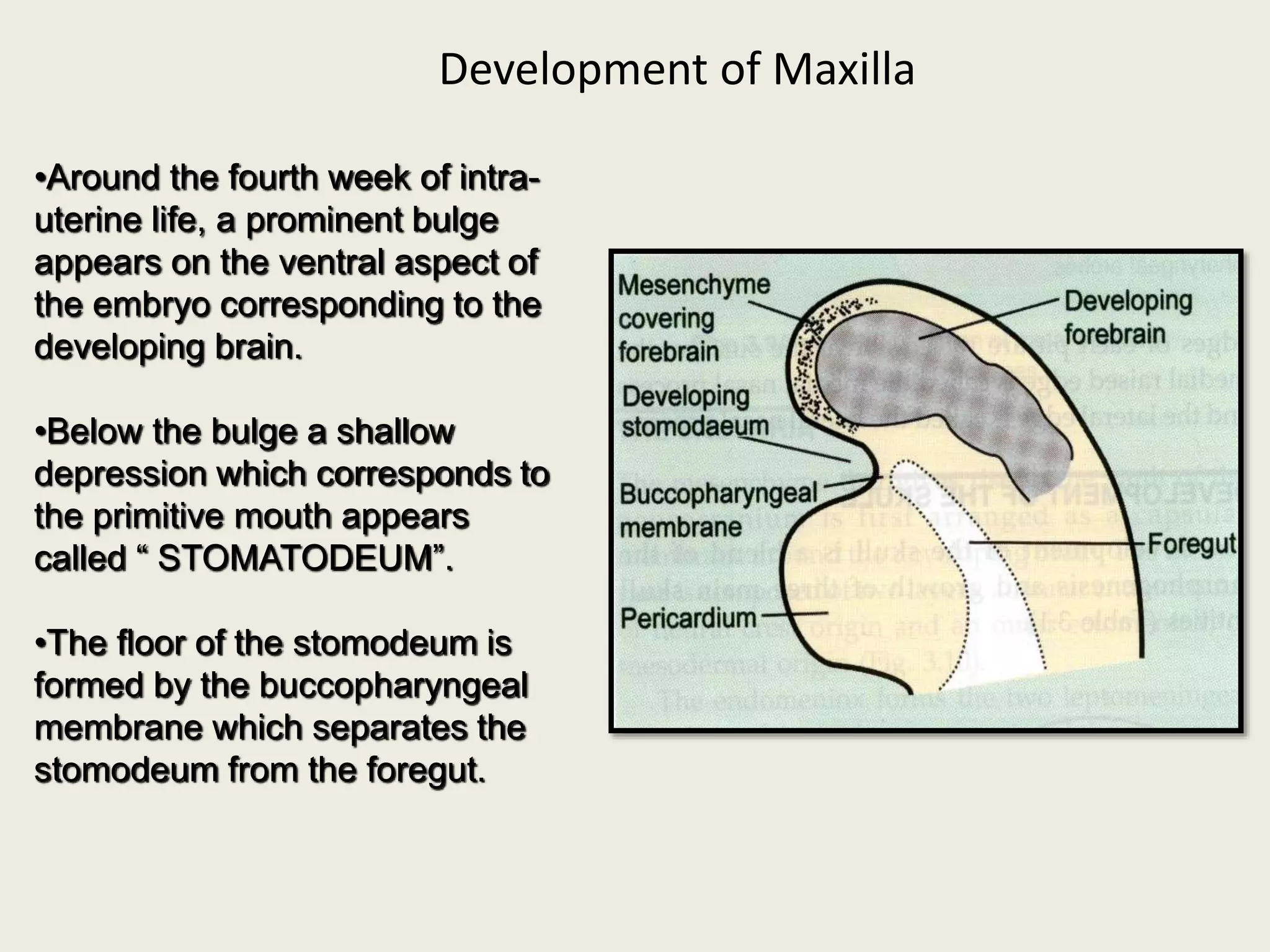 Osteology of Maxilla | PPTX