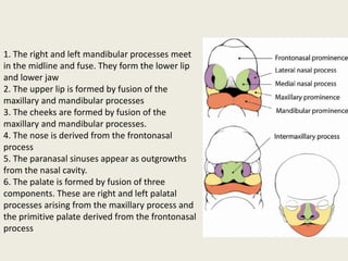 Osteology of Maxilla | PPTX