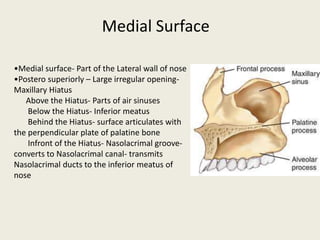 Osteology of Maxilla | PPTX