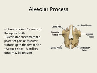 Osteology of Maxilla | PPTX