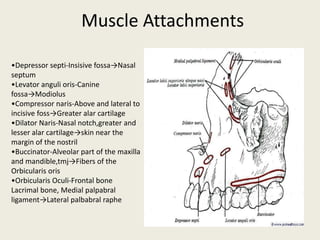 Maxillary Bone Anatomy Ppt