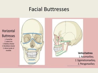 Osteology of Maxilla | PPTX