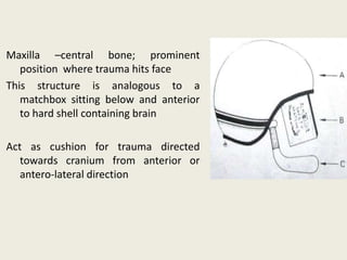 Osteology of Maxilla | PPTX
