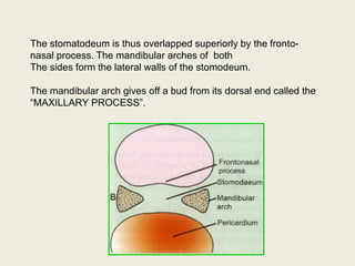 Osteology of Maxilla | PPTX