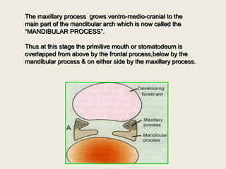 Osteology of Maxilla | PPTX