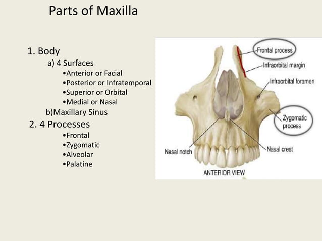 Osteology of Maxilla