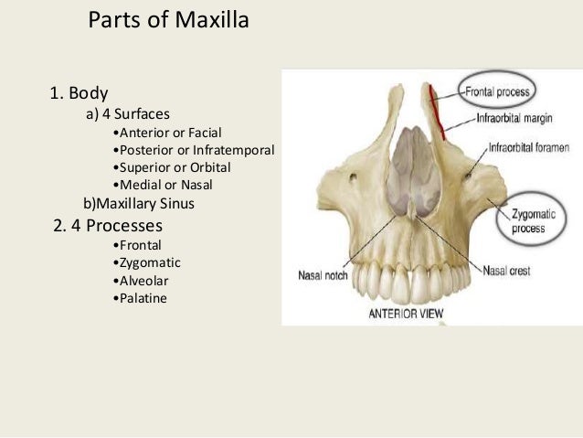 Osteology of Maxilla