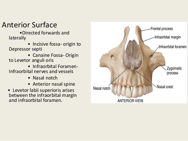 Anatomy Of The Maxilla