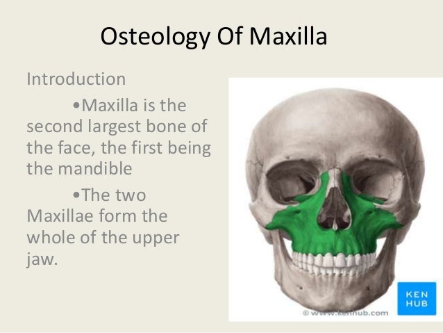 Mandible Osteology