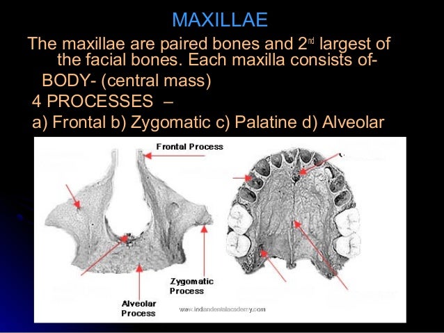 Osteology of maxilla and mandible/ dental implant courses