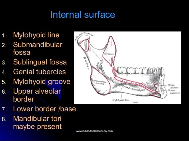 Osteology of maxilla and mandible/ dental implant courses