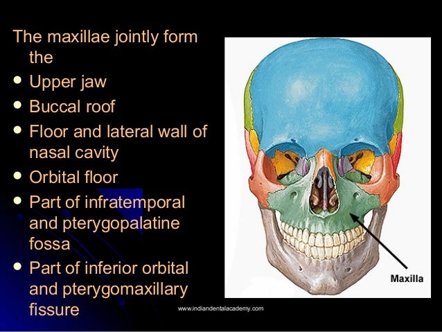 Osteology of maxilla and mandible/ dental implant courses
