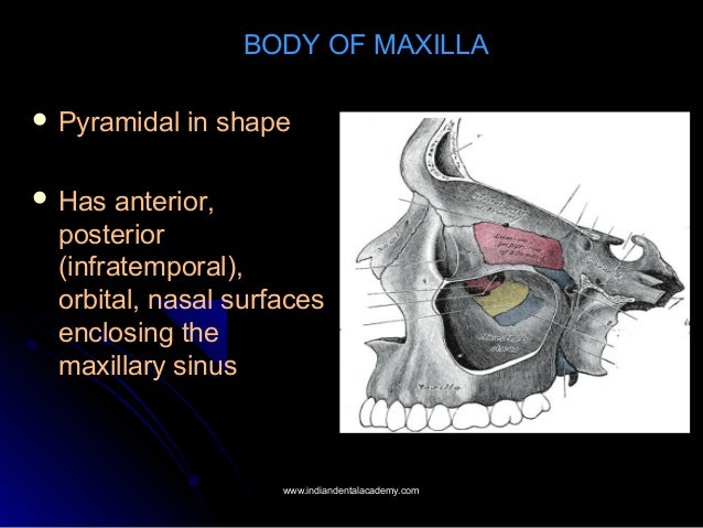 Osteology of maxilla and mandible/ dental implant courses