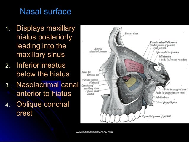 Osteology of maxilla and mandible/ dental implant courses