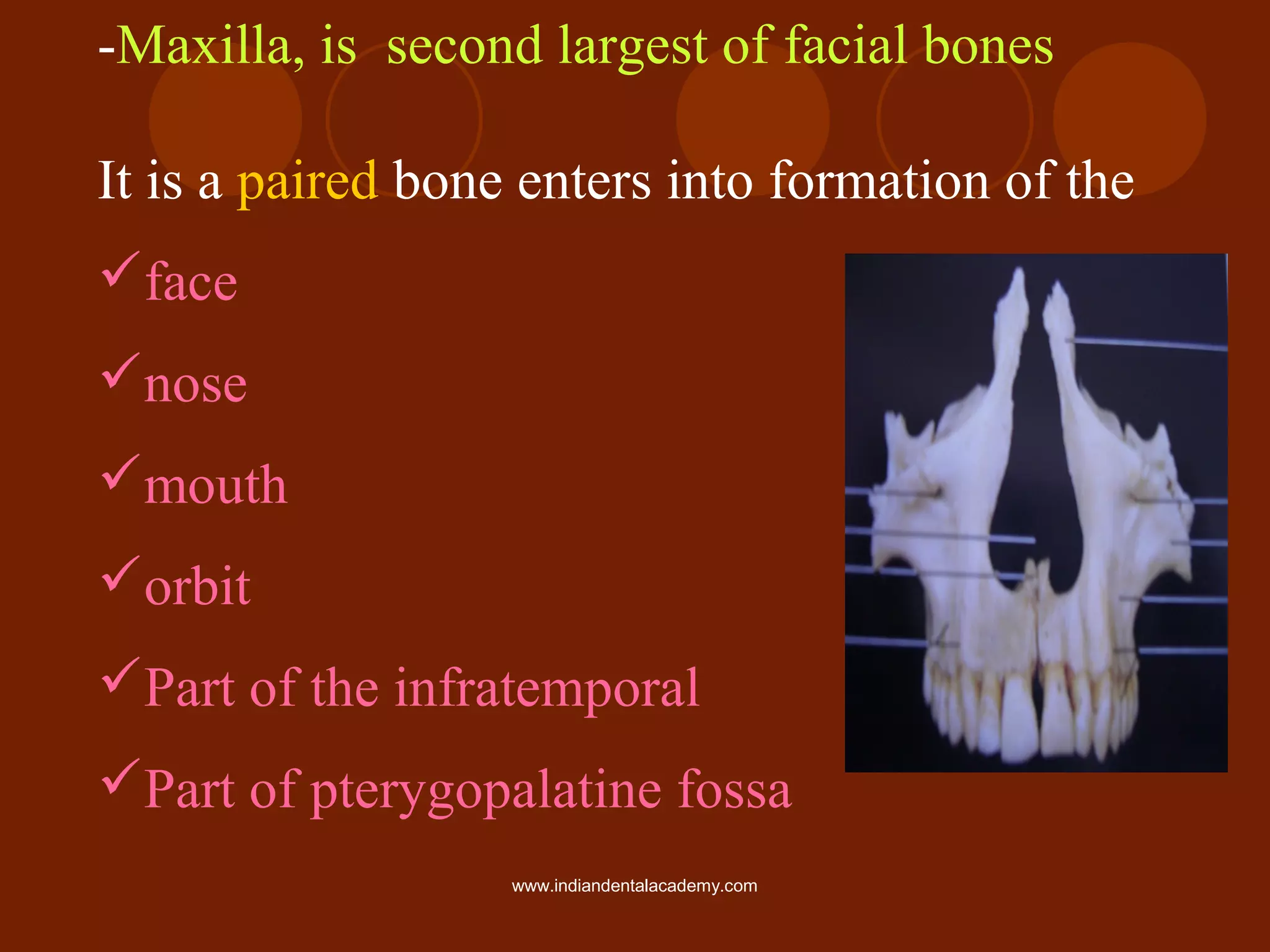 Osteology of maxilla and mandible / oral surgery courses | PPT