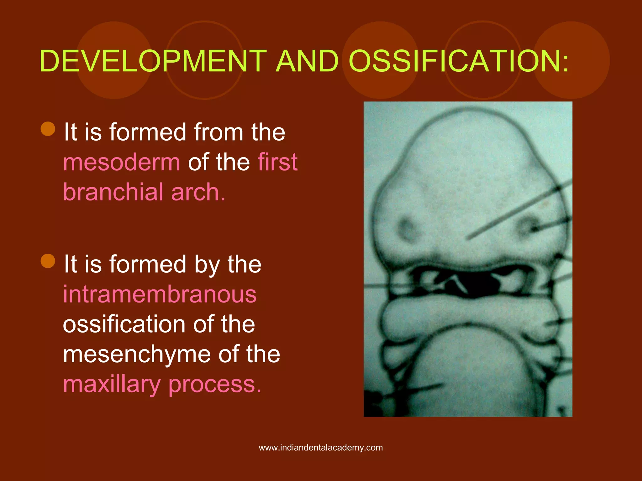 Osteology of maxilla and mandible / oral surgery courses | PPT