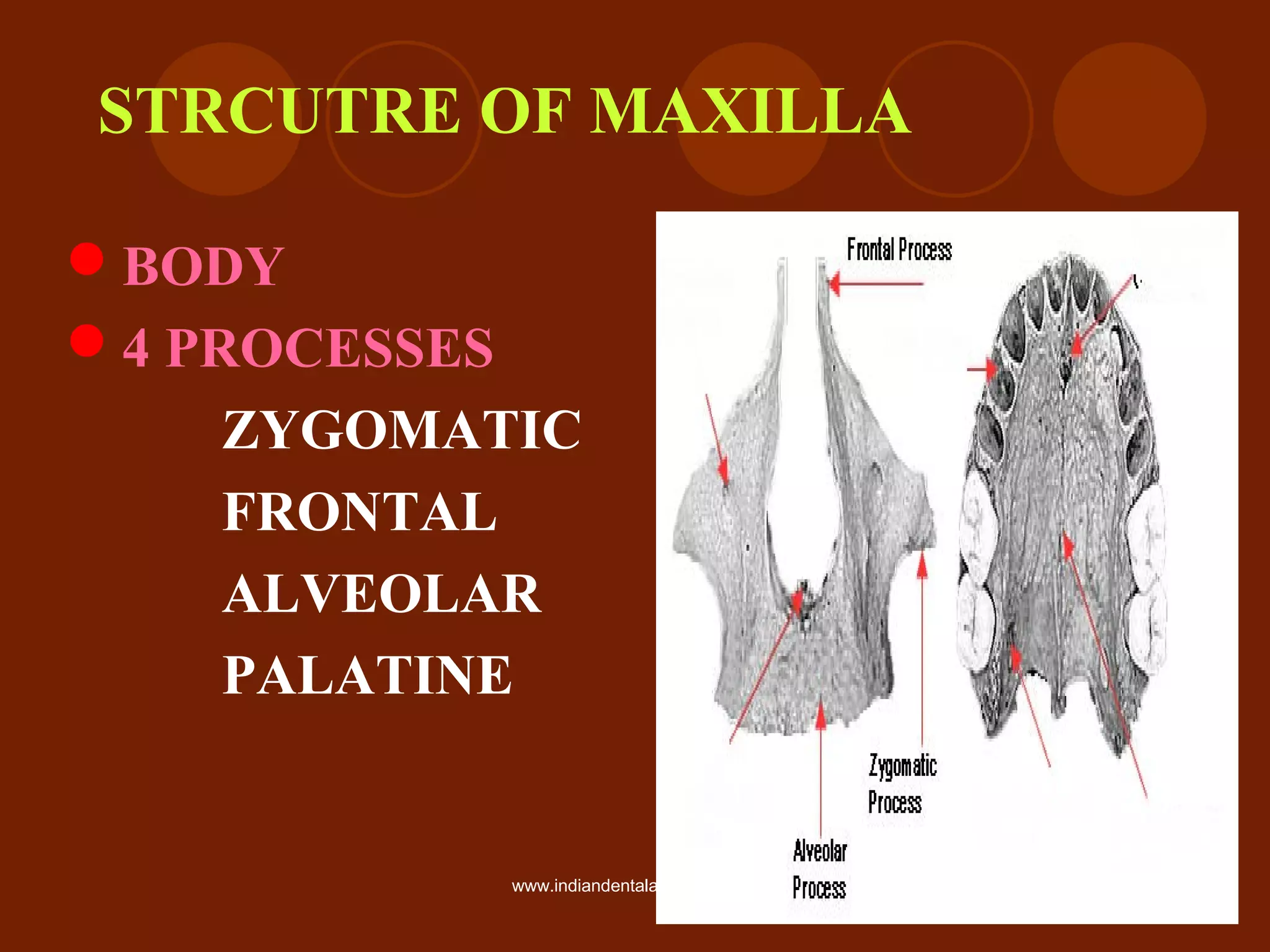 Osteology of maxilla and mandible / oral surgery courses | PPT