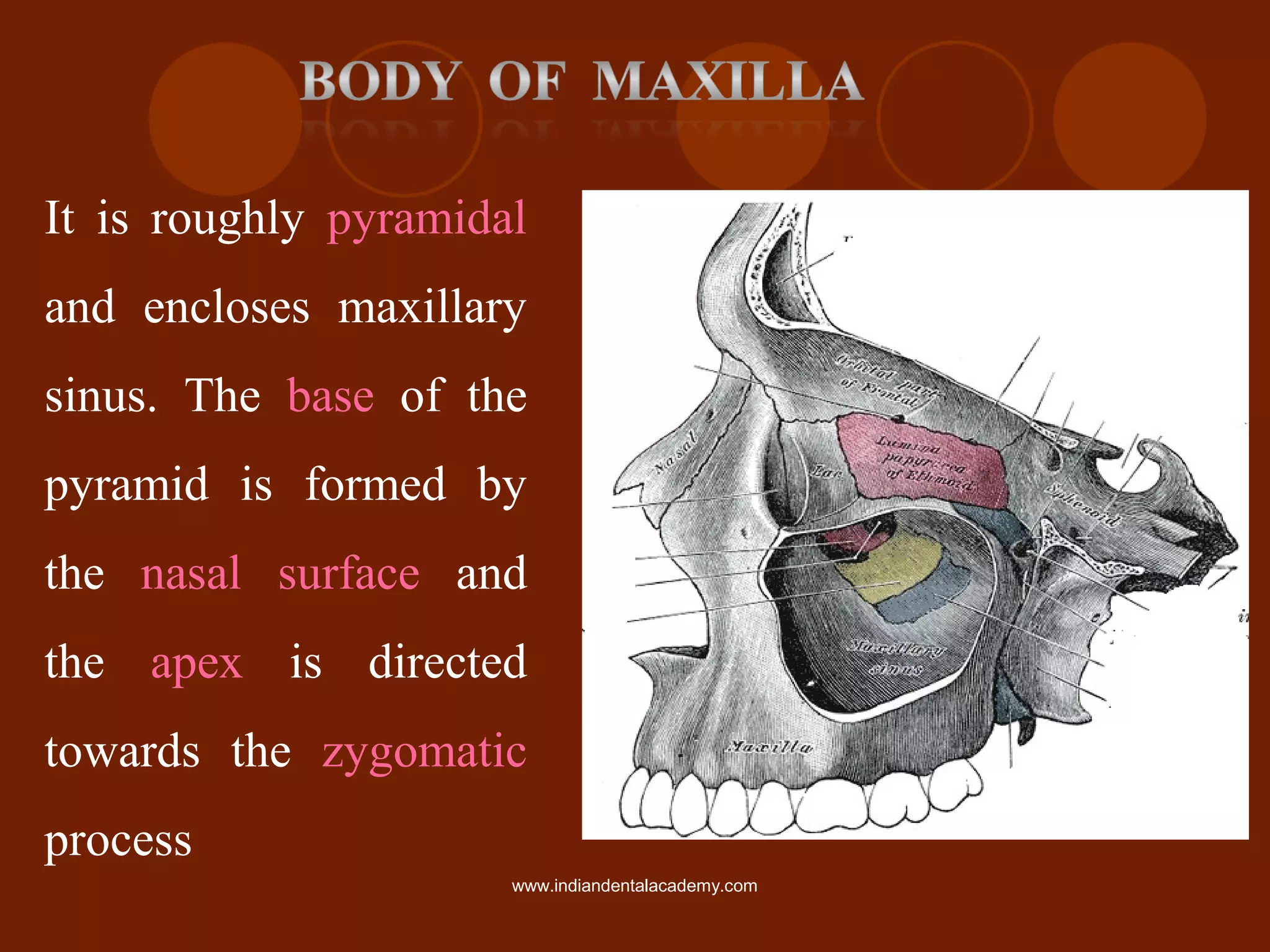 Osteology of maxilla and mandible / oral surgery courses | PPT
