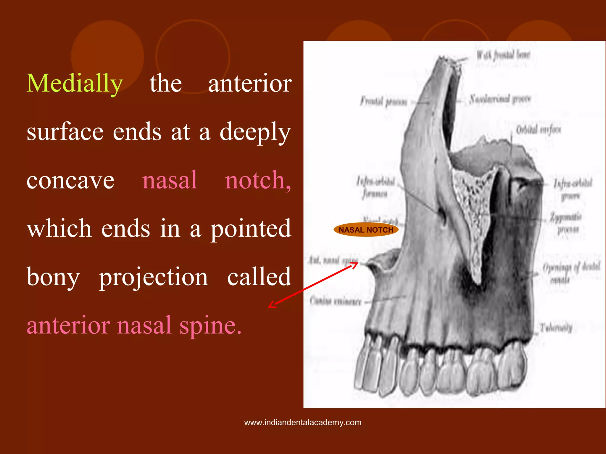 Osteology of maxilla and mandible / oral surgery courses | PPT