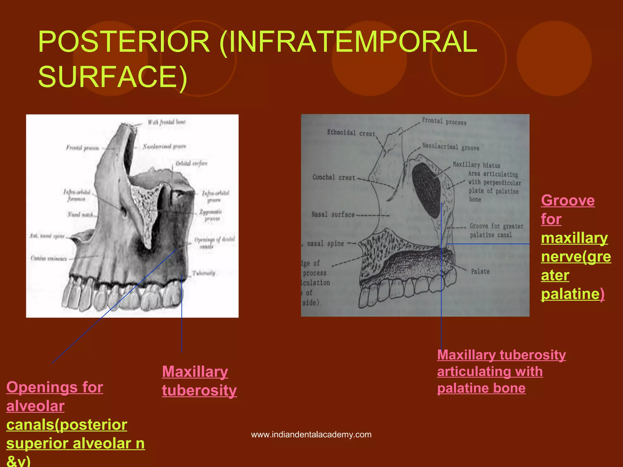 Osteology of maxilla and mandible / oral surgery courses | PPT