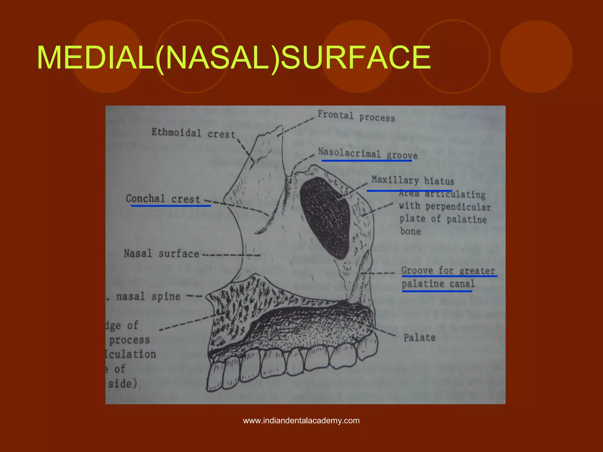 Osteology of maxilla and mandible / oral surgery courses | PPT