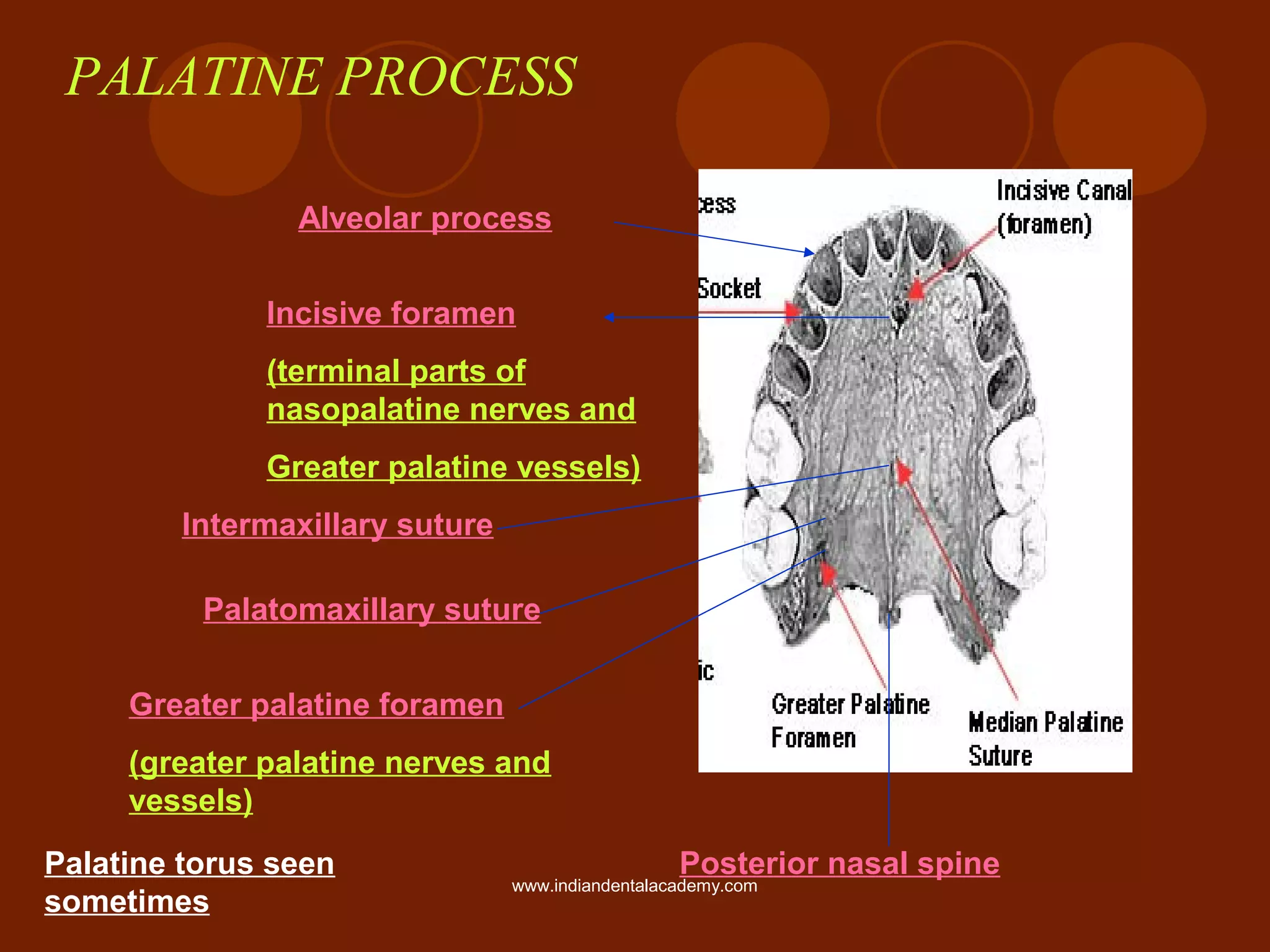 Osteology of maxilla and mandible / oral surgery courses | PPT