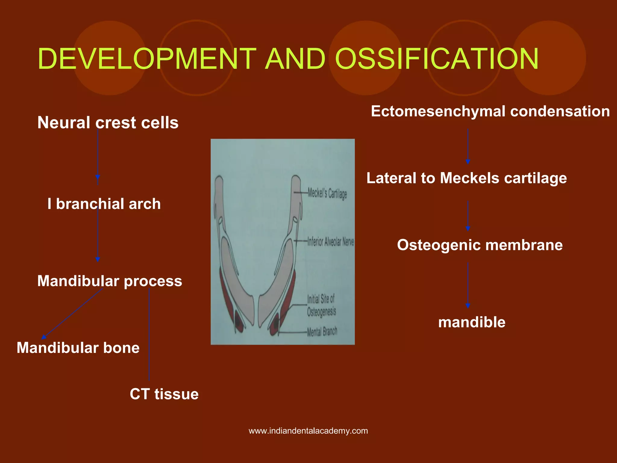 Osteology of maxilla and mandible / oral surgery courses | PPT