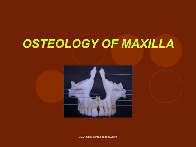 Osteology of maxilla and mandible / oral surgery courses | PPT | Bone and Joint Conditions ...