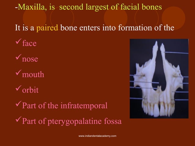 Osteology of maxilla and mandible / oral surgery courses | PPT | Bone ...