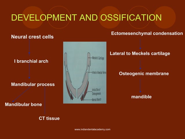 Osteology of maxilla and mandible / oral surgery courses | PPT | Bone and Joint Conditions ...