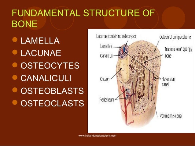 Osteology of maxilla and mandible / oral surgery courses
