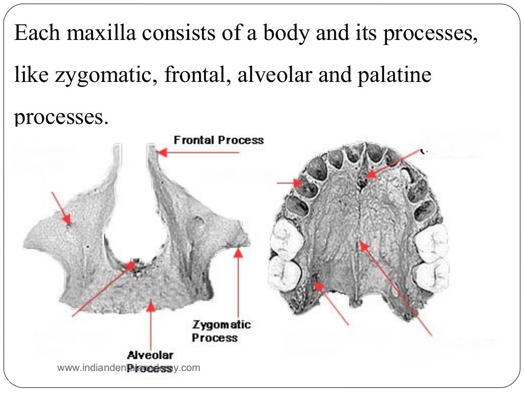 Osteology of max n mand/prosthodontic courses