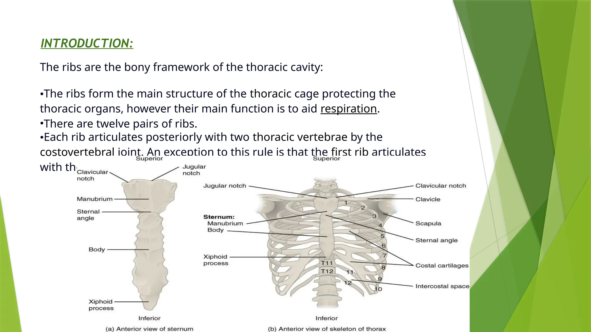 OSTEOLOGY OF RIBS for anatomy in b.d chaurasia | PPTX