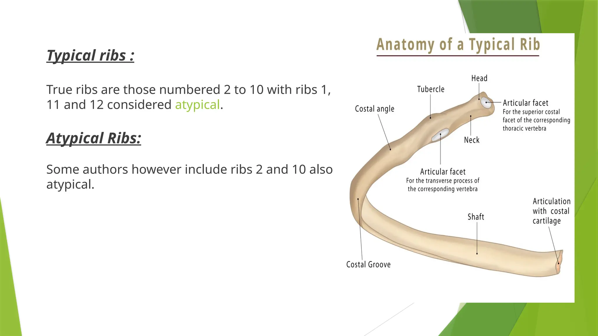 OSTEOLOGY OF RIBS for anatomy in b.d chaurasia | PPTX