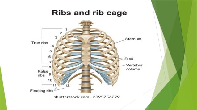 OSTEOLOGY OF RIBS for anatomy in b.d chaurasia | PPTX