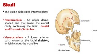 Gross Anatomy Of Head and Neck Osteology of skull.pptx