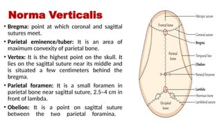 Gross Anatomy Of Head and Neck Osteology of skull.pptx