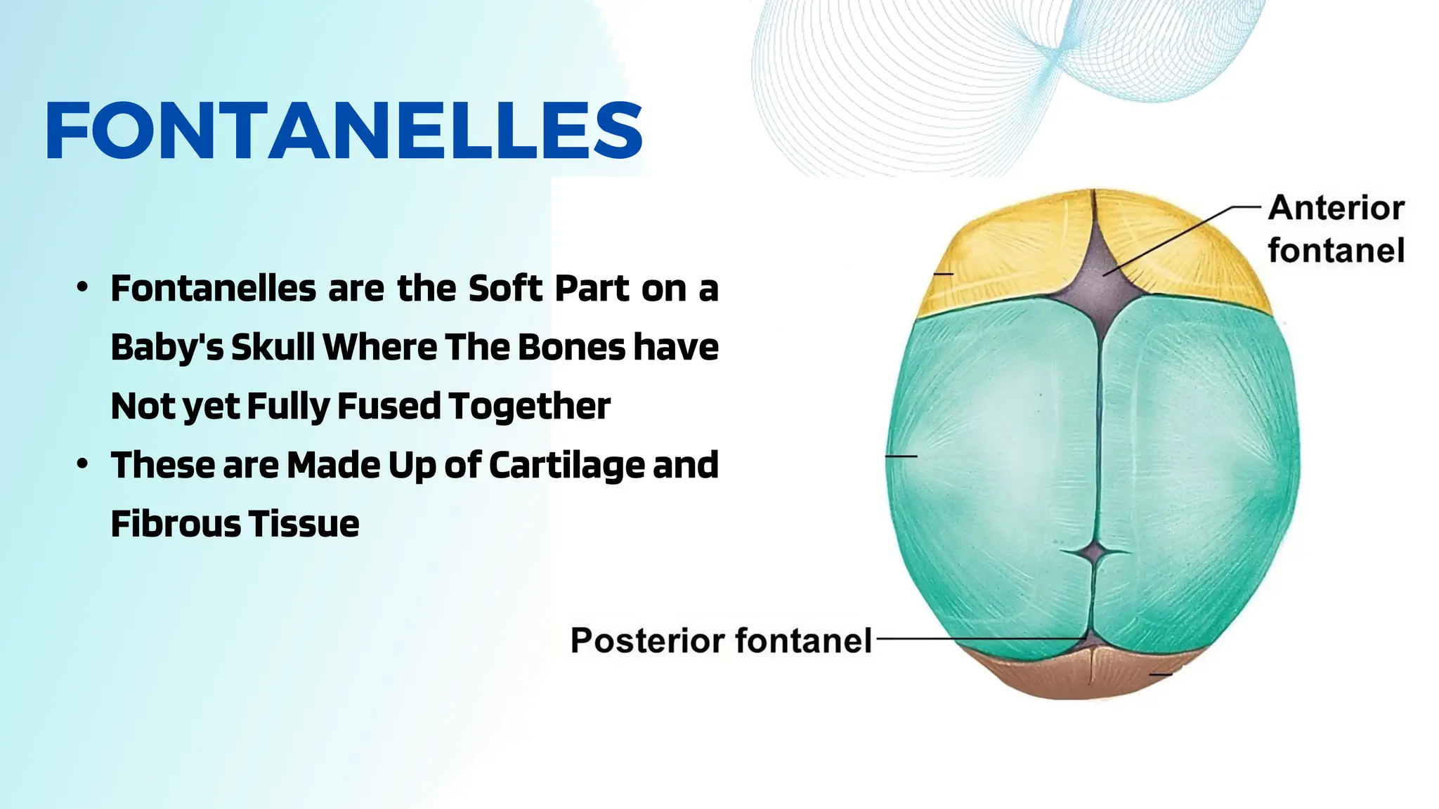 Osteology of Skull | Anatomy of Skull | PPTX