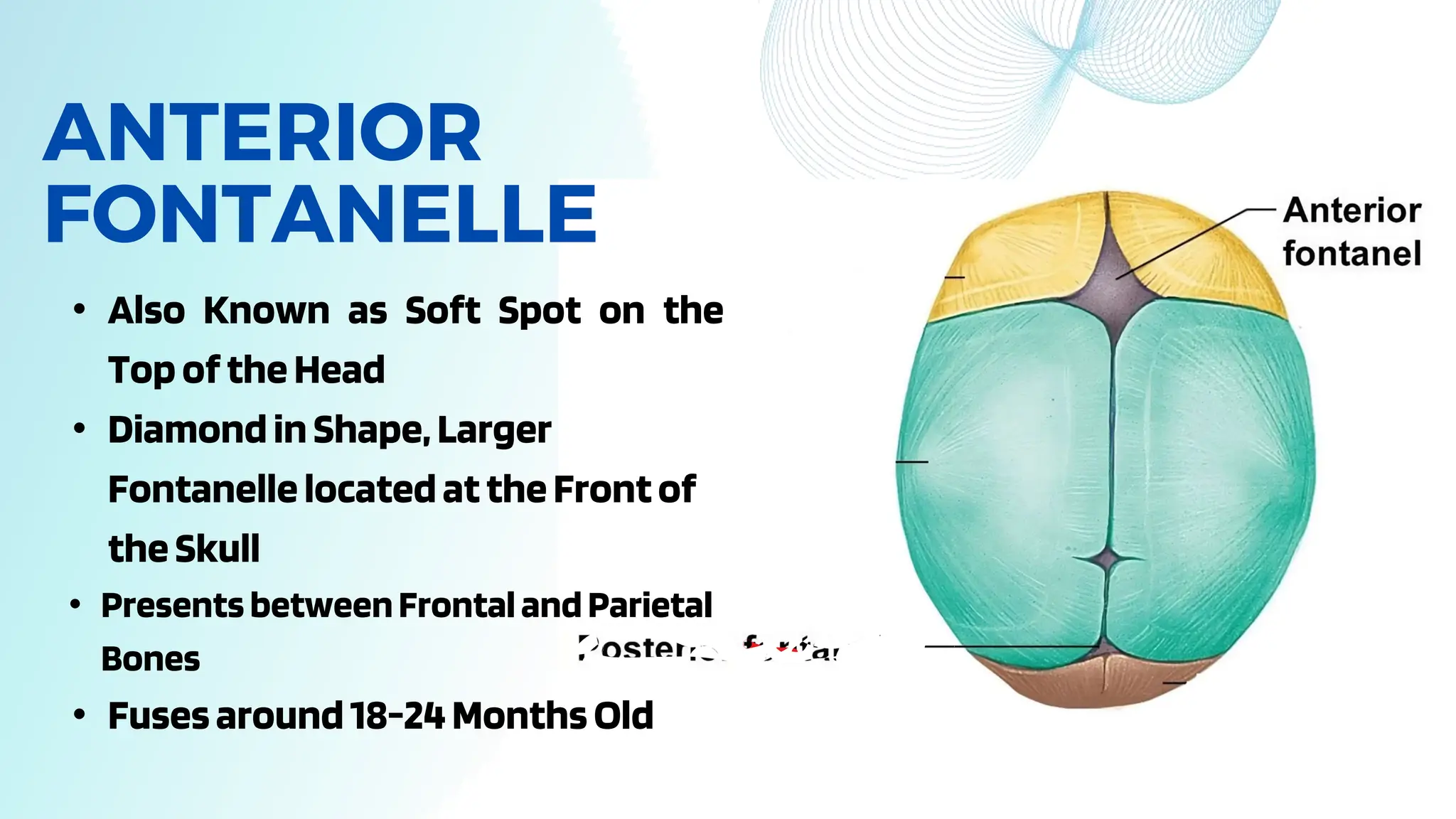 Osteology of Skull | Anatomy of Skull | PPTX